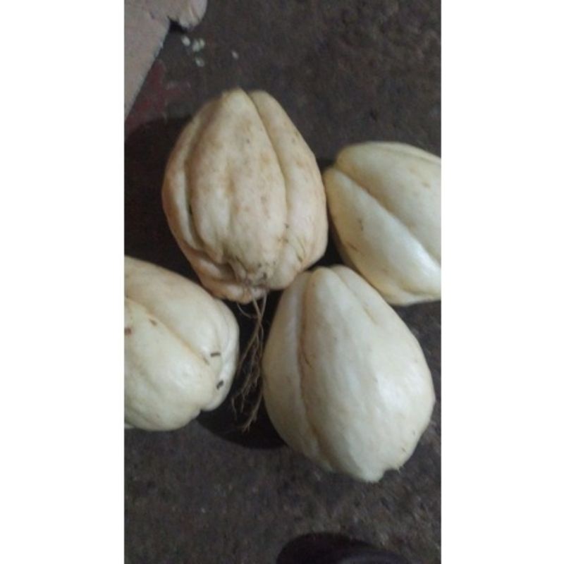 Jual labu siam putih/jipang putih manisan super mantap langka harga per ...