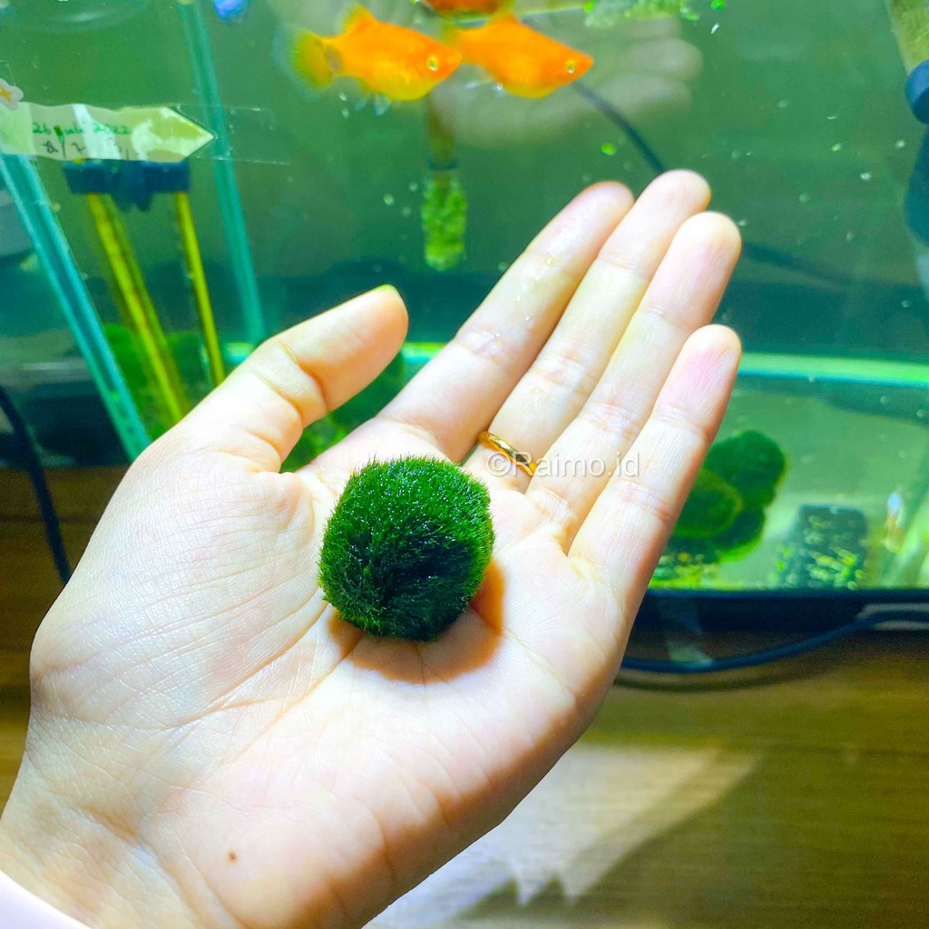 Jual Marimo Moss Ball Alga Jepang Satuan Ukuran 3 cm | Shopee Indonesia