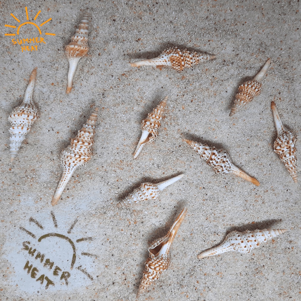 Jual TAMBAHAN HIASAN | Kerang Nikobar (Besar - Ekstra Besar) | Nicobar ...