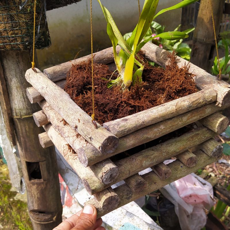 Jual Pot Anggrek Kayu Kopi | Shopee Indonesia