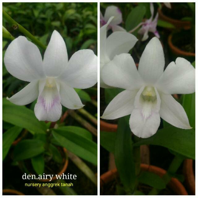 Jual Anggrek Dendrobium (Inobi, Airy White, Jacky Strife, Burana Strife ...
