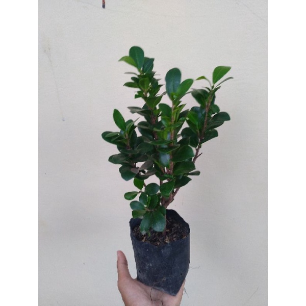 Jual Ficus Compacta atau Bringin Kompakta atau Beringin Kompakta atau ...