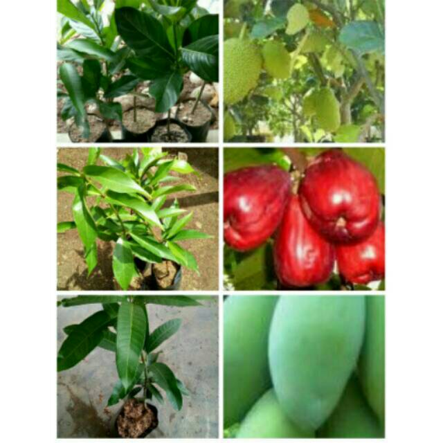 Jual Paket 3 bibit. (nangka mini, jambu jamaika dan mangga) | Shopee ...