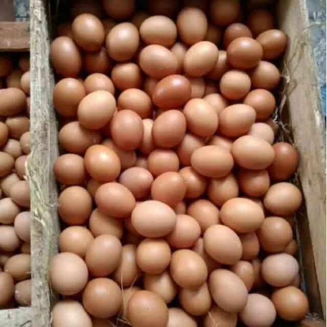 Jual Jual Telur Grosir Per Peti 15Kg | Shopee Indonesia