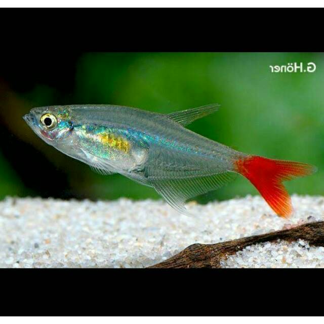 Jual ikan ekor merah tetra ukuran 3 cm up | Shopee Indonesia