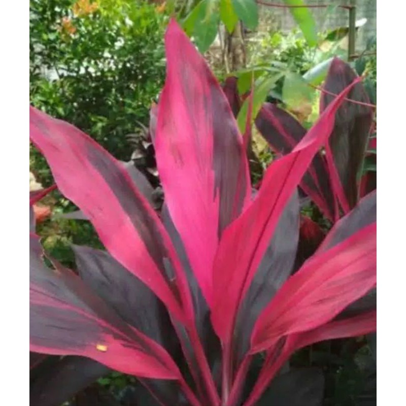 Jual Daun Andong Atou Daun Hanjuang merah Per Lembar | Shopee Indonesia