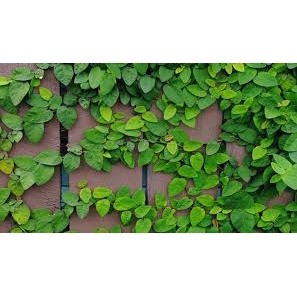 Jual Tanaman rambat dolar mini tanaman hias hidup dolar mini tanaman ...