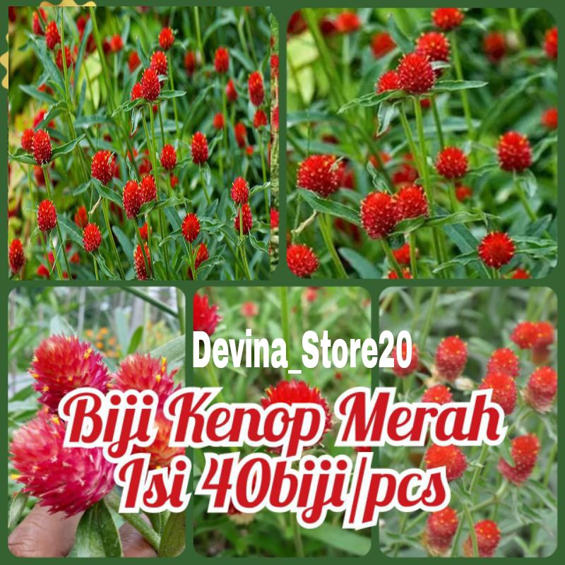 Jual Biji bunga Kenop (merah) | Shopee Indonesia