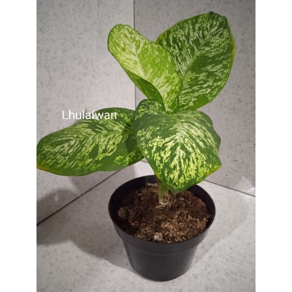 Jual Tanaman hias diven anggun ayu ukuran dewasa | Shopee Indonesia