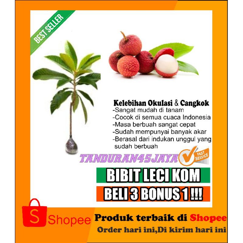 Jual bibit buah leci kom (lechi Kom) | Shopee Indonesia