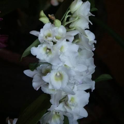 Jual Anggrek Dendrobium Nobile Putih Dewasa new terlaris | Shopee Indonesia