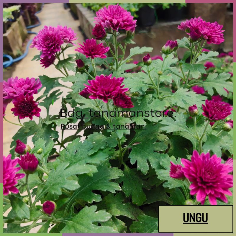 Jual TANAMAN BUNGA KRISAN SERUNI ASTER BERBUNGA CANTIK | Shopee Indonesia