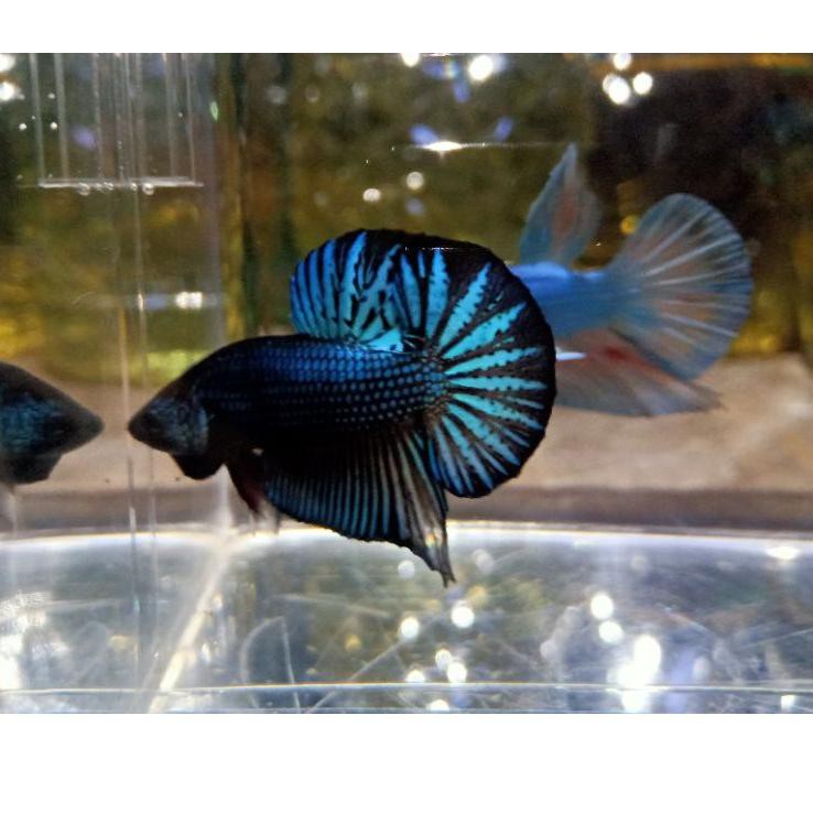 Jual ⚠️[Get ALL!!!] ️ - ikan Cupang HMPK SNI Cupang Kontes | Shopee ...
