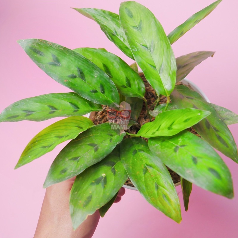 Jual Calathea bambu | Calathea leopardia | Shopee Indonesia