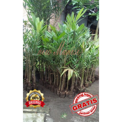 Jual 50 Bibit Salak Pondoh Super Cangkok | Shopee Indonesia
