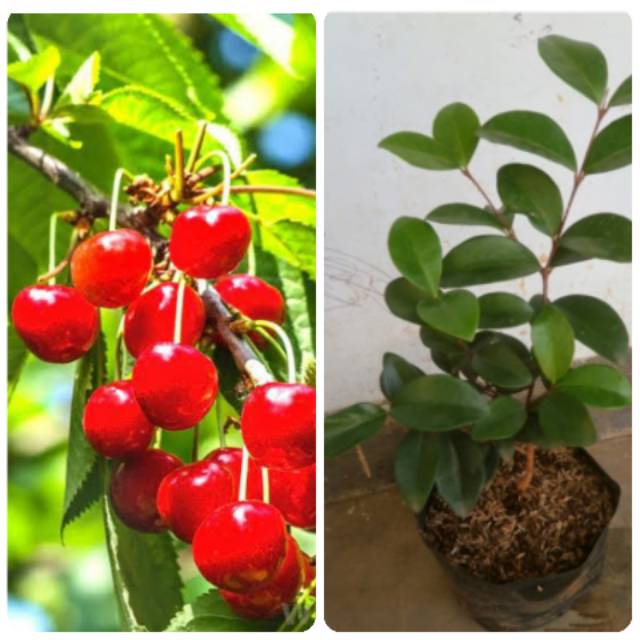 Jual Bibit Tanaman Buah Crerry Vietnam/pohon ceri | Shopee Indonesia