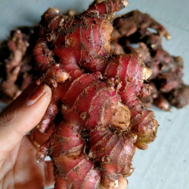 Jual Jahe Merah Super Segar / Jahe Merah Organik Berat 1 Kg | Shopee ...