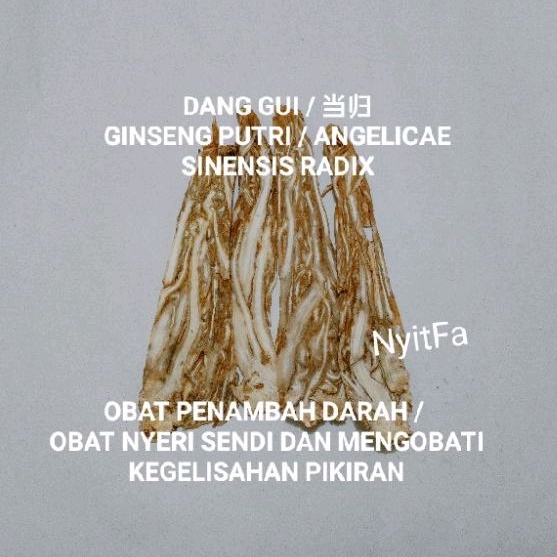 Jual Dang gui 100gram / Angelicae sinensis 当归 / Ginseng putri / Tong ...