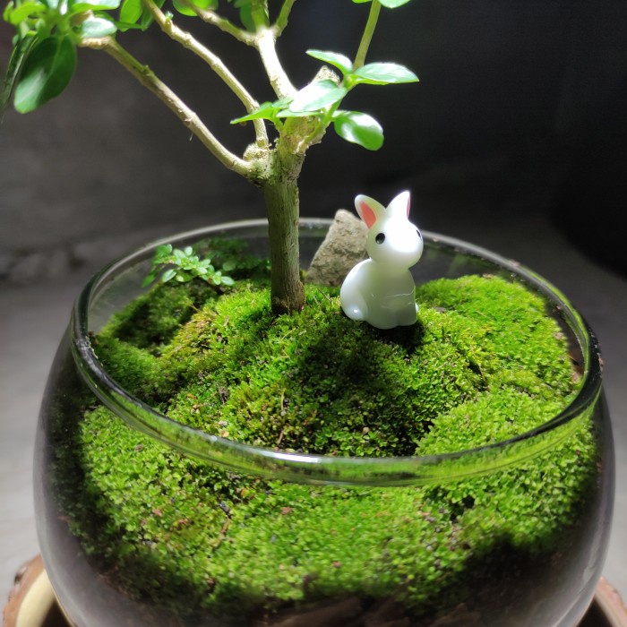 Jual Terrarium Small Forest / Gift Plant / Kado Tanaman - Hampers ...