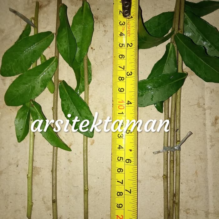 Jual bibit stek batang lee kwan yew - 1 ikat isi 3 batang - bibit ...