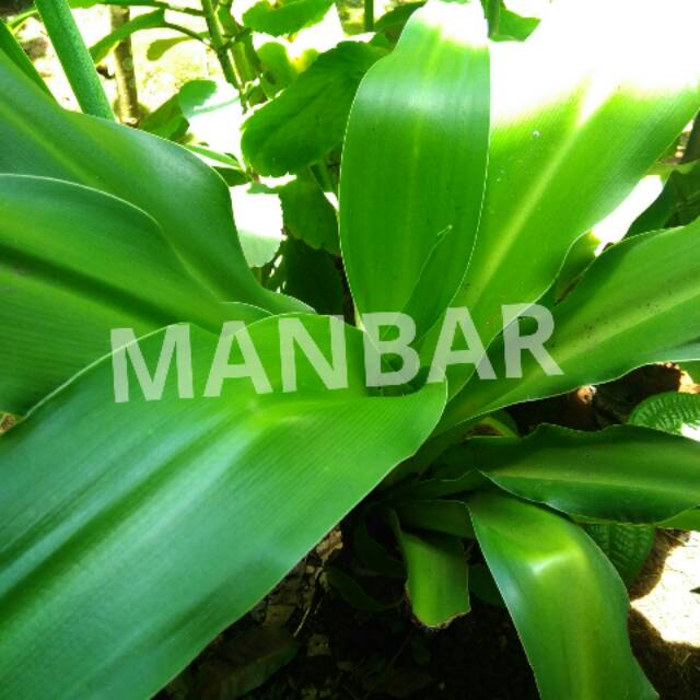 Jual DAUN BAKUNG DAUN HERBAL | Shopee Indonesia