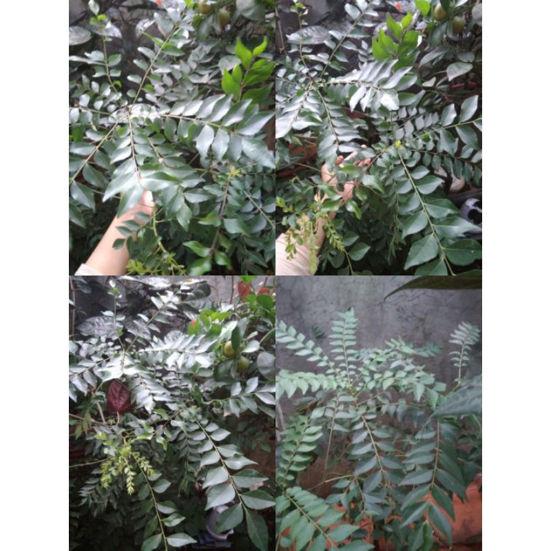 Jual Daun Kari Daun Salam Koja Penyedap Herbal Daun Kari Organik ...