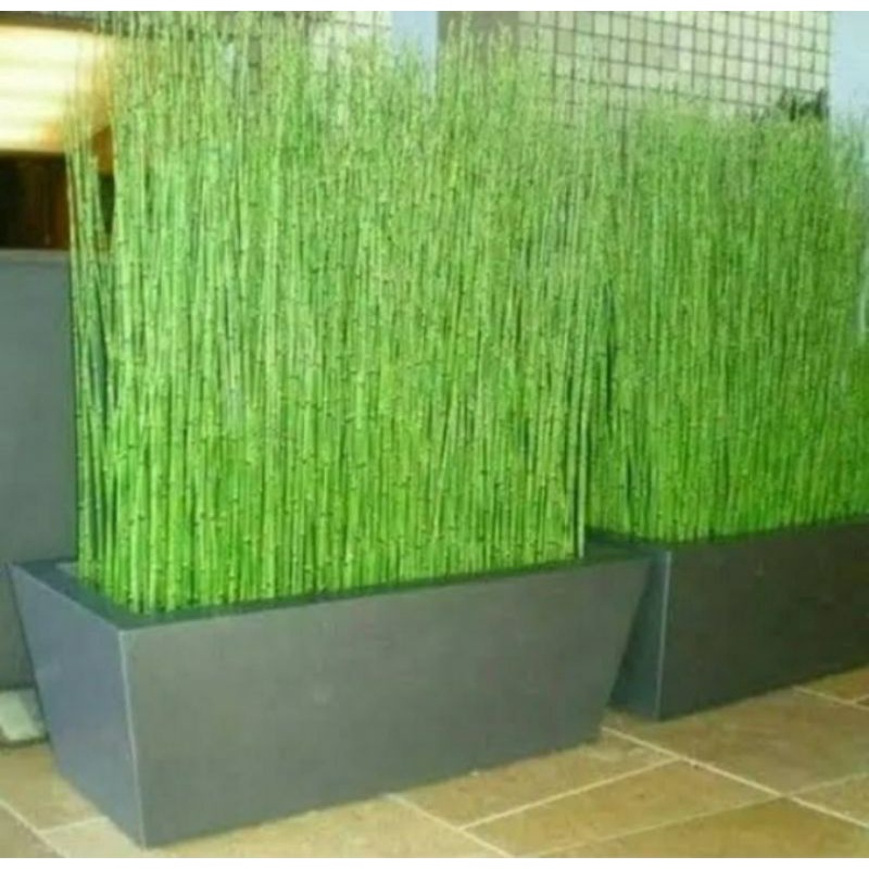 Jual Tanaman Bambu Air / Tanaman Bambu Hoki super rimbun | Shopee Indonesia