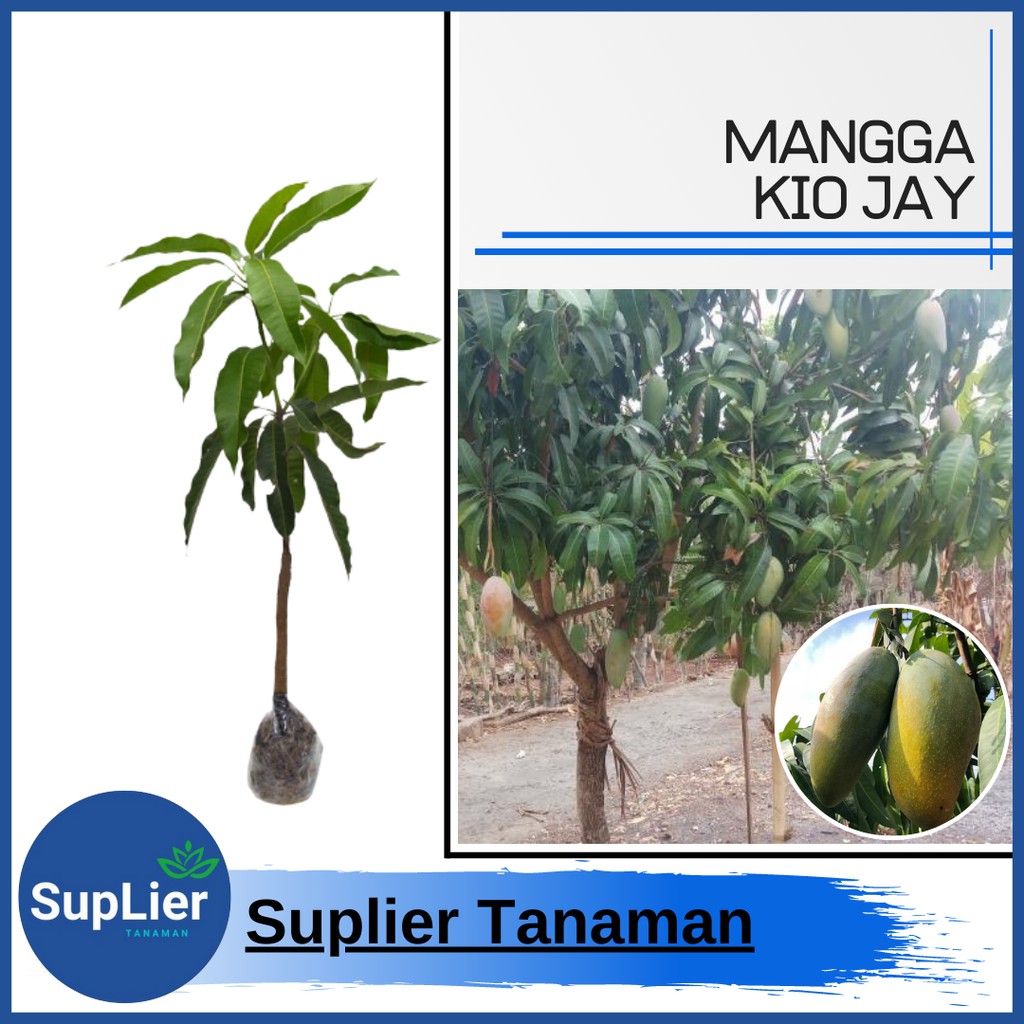 Jual Bibit Tanaman Buah Mangga Kio Jay | Shopee Indonesia