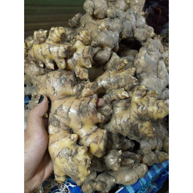 Jual JAHE GAJAH 1kg / JAHE PUTIH MEDAN | Shopee Indonesia