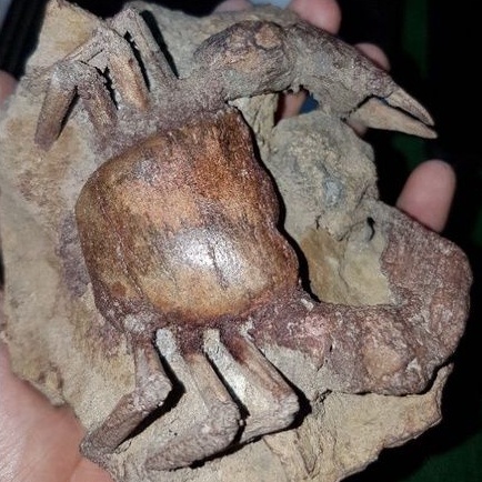 Jual Batu posil kepiting purba unik | Shopee Indonesia