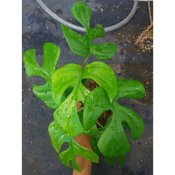 Jual monstera tetrasperma ( monstera mini ) | Shopee Indonesia