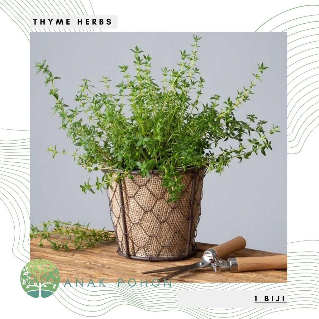 Jual Benih Bibit Biji - Daun Thyme Timi Herb Seeds - IMPORT | Shopee ...