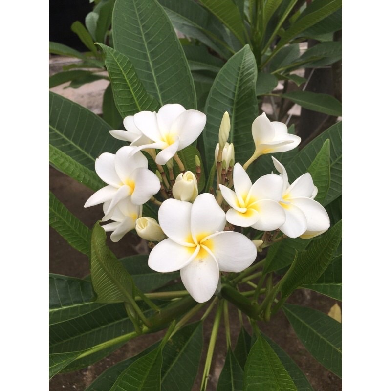 Jual STEK 80CM-1 METER KAMBOJA JEPUN BALI (VARIOUS COLORS) REAL PICTURE ...