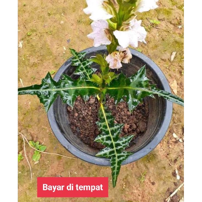 Jual Tanaman ki jantung/daruju | Shopee Indonesia