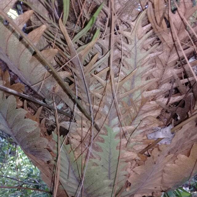 Jual Daun kadaka atau tanaman sarang burung/10 lembar | Shopee Indonesia