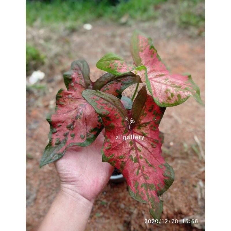 Jual caladium butterfly / caladium hybrid / caladium thailand | Shopee Indonesia