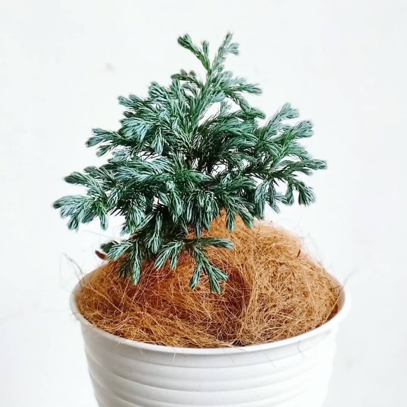 Jual Bunga CEMARA BLUEDENT - Tanaman Hias Hidup Daun Cemara Bluedent ...