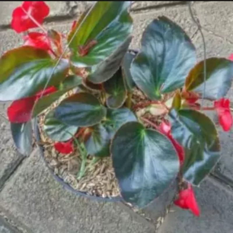 Jual tanaman hias begonia / begonia bunga merah / begonia catalog ...