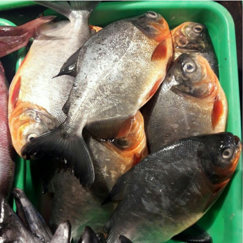 Jual ikan bawal segar 500grm | Shopee Indonesia