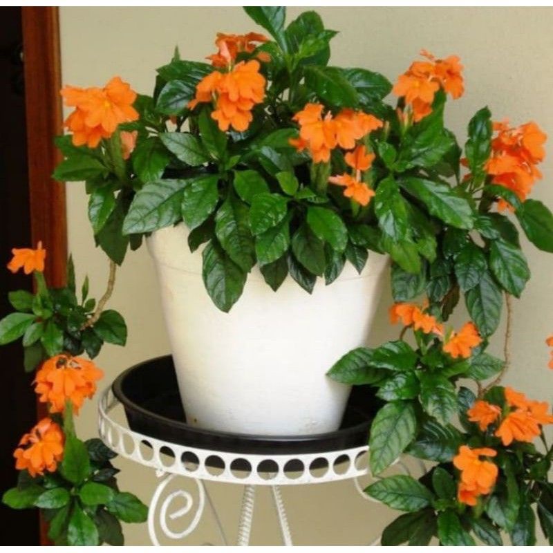 Jual Tanaman hias Rosandra bunga oren cantik murah stok sedang berbunga ...