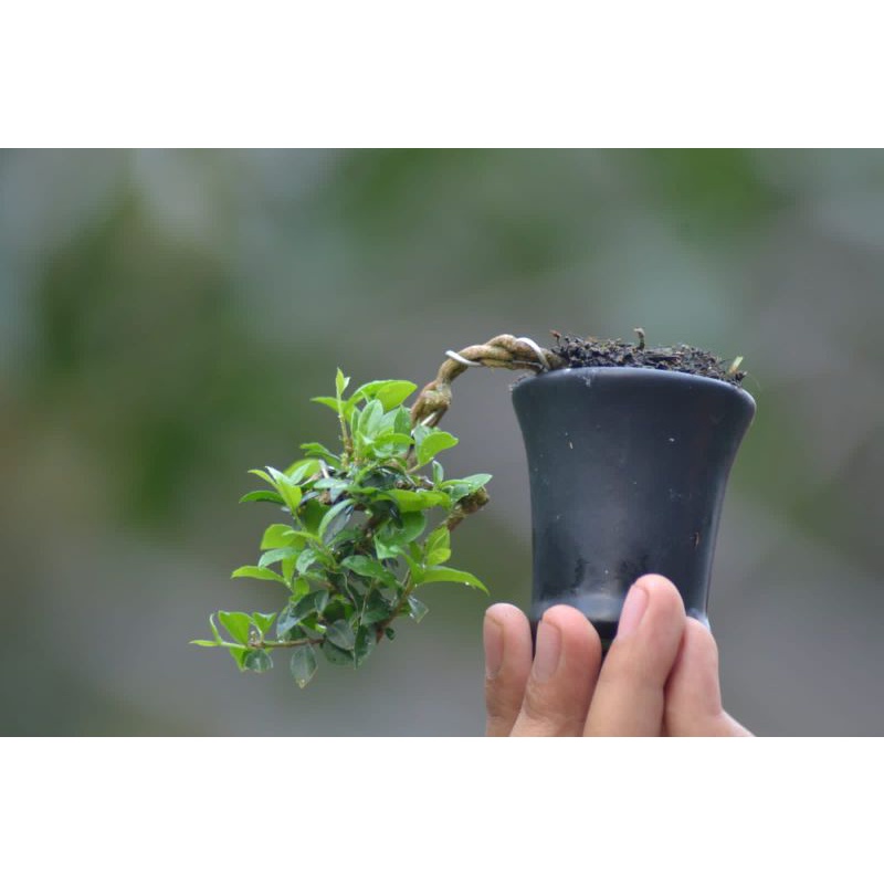 Jual bonsai sakura micro | Shopee Indonesia