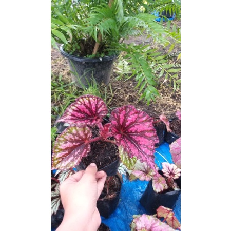 Jual begonia pink fanta, begonia murah, begonia rimbun, begonia rex ...