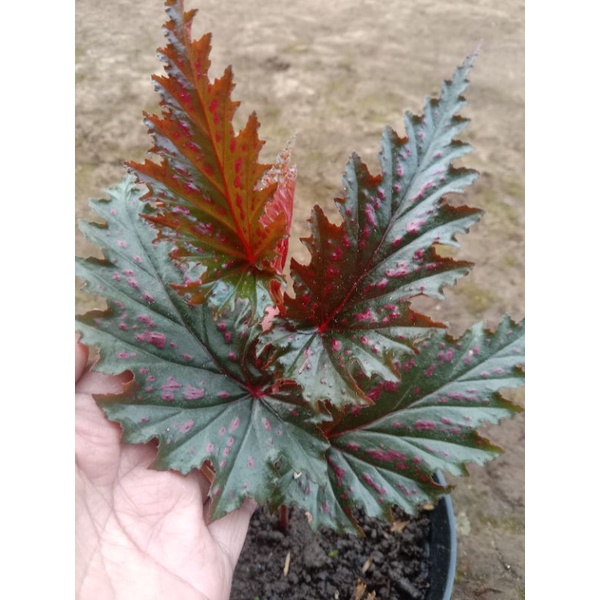 Jual begonia rex spider totol merah | Shopee Indonesia