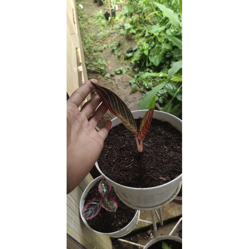 Jual Realpict* Baby aglonema redsum / red sumatera | Shopee Indonesia