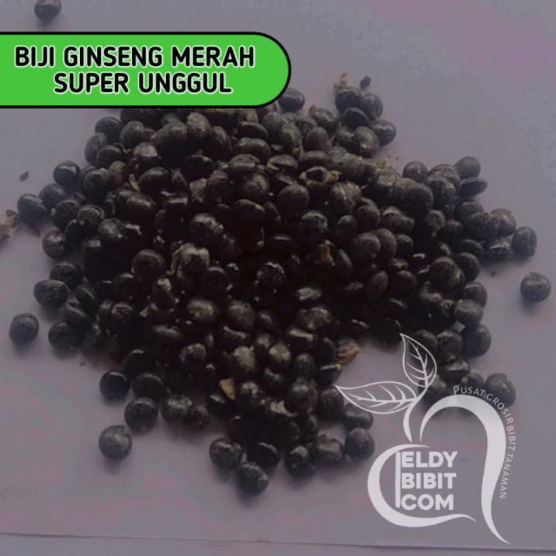 Jual Bibit Ginseng merah Korea (super original) | Shopee Indonesia