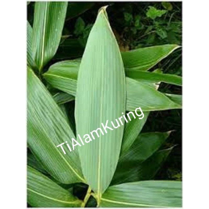 Jual Daun Bambu segar Bungkus Bacang/ Bakcang dan herbal | Shopee Indonesia