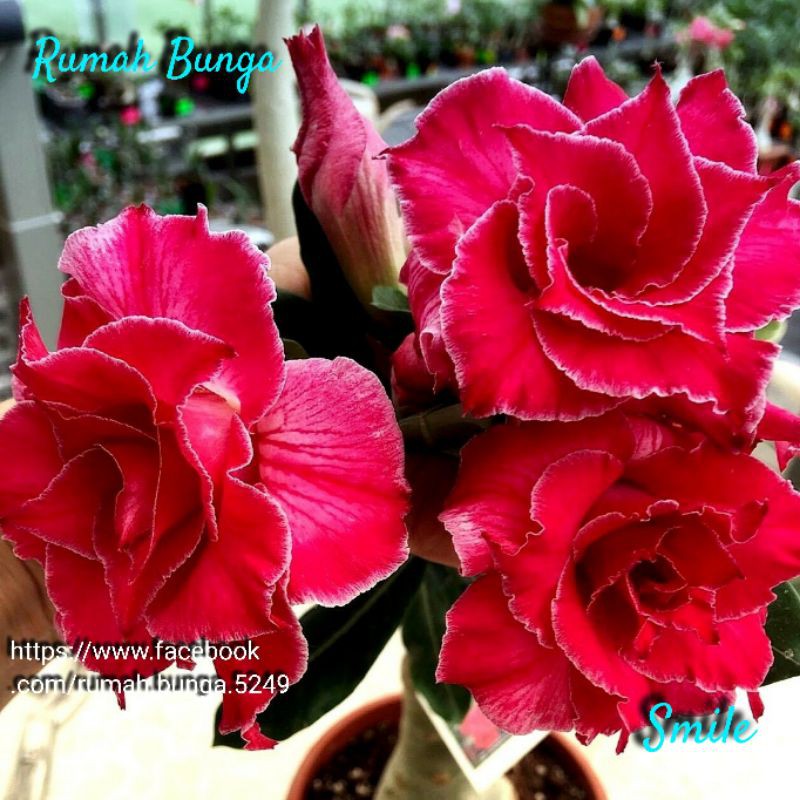 Jual ADENIUM BUNGA TUMPUK *SMILE* | Shopee Indonesia