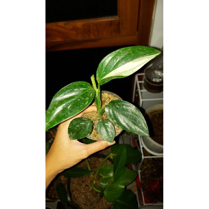 Jual monstera standleyana variegata putih | Shopee Indonesia