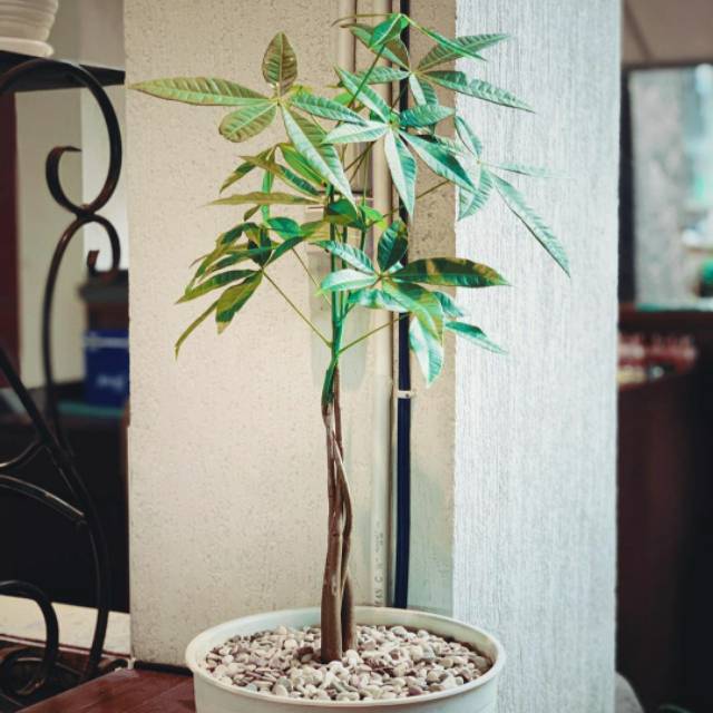 Jual Tanaman pacira kepang 3 pohon karet pacira pathcira money tree ...