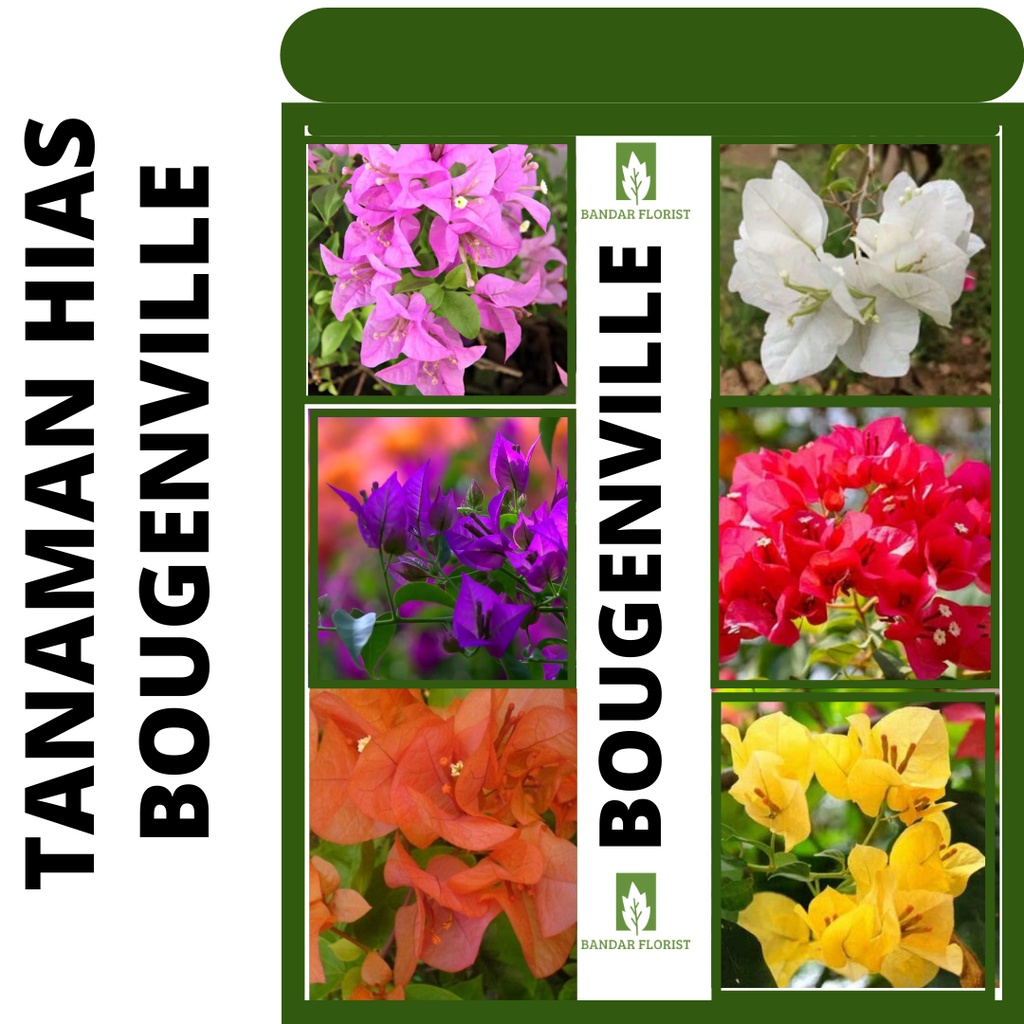 Jual Bougenville - Tanaman hidup bunga Bougenville bisa pilih warna ...
